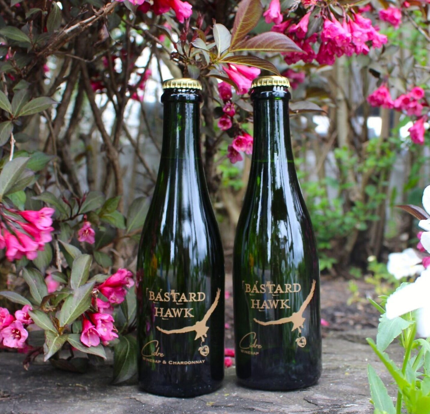 Wine Cans & Cider | Hawk Haven Vineyard & Winery